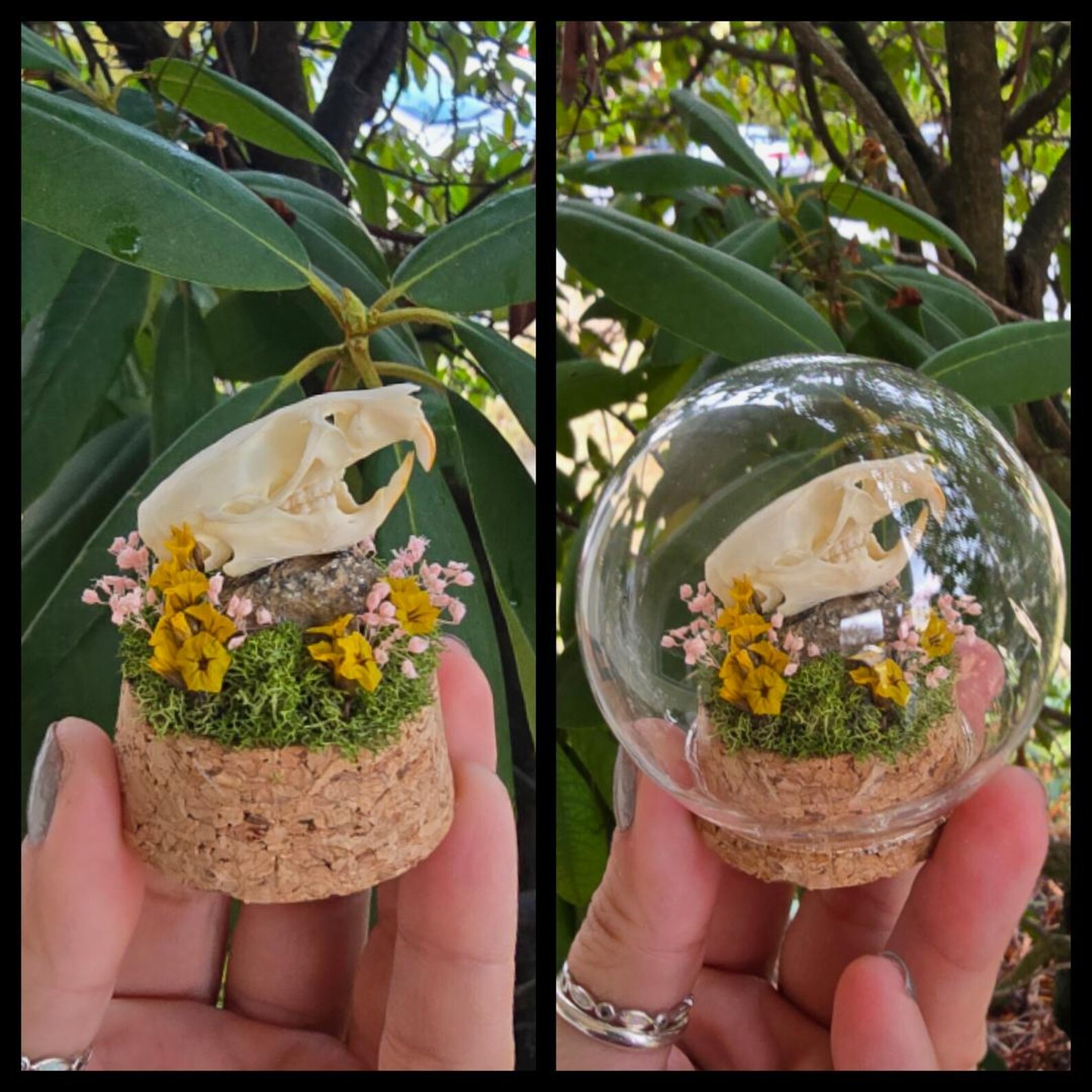 Rat Skull Glass Dome Terrarium Display - Etsy