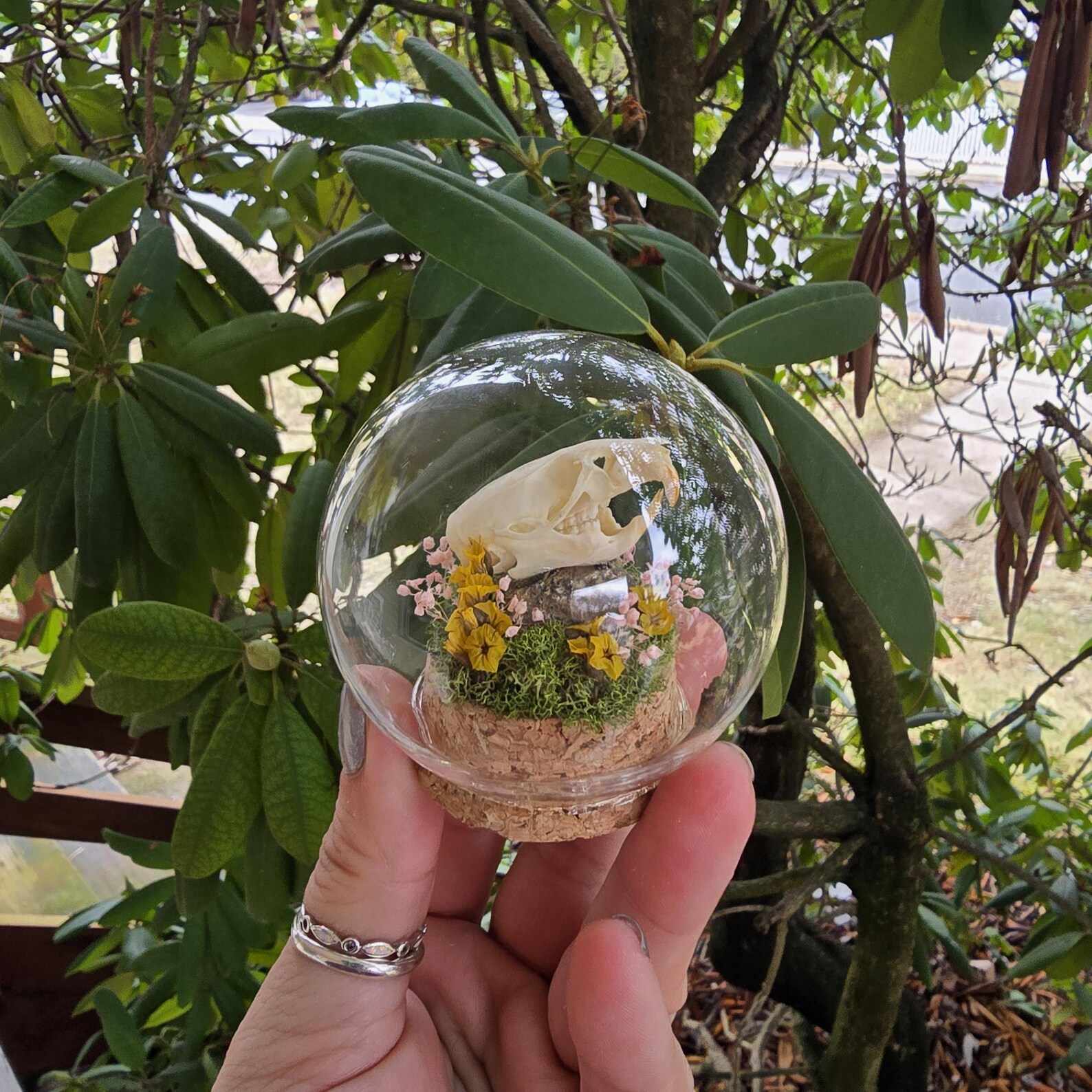 Rat Skull Glass Dome Terrarium Display - Etsy