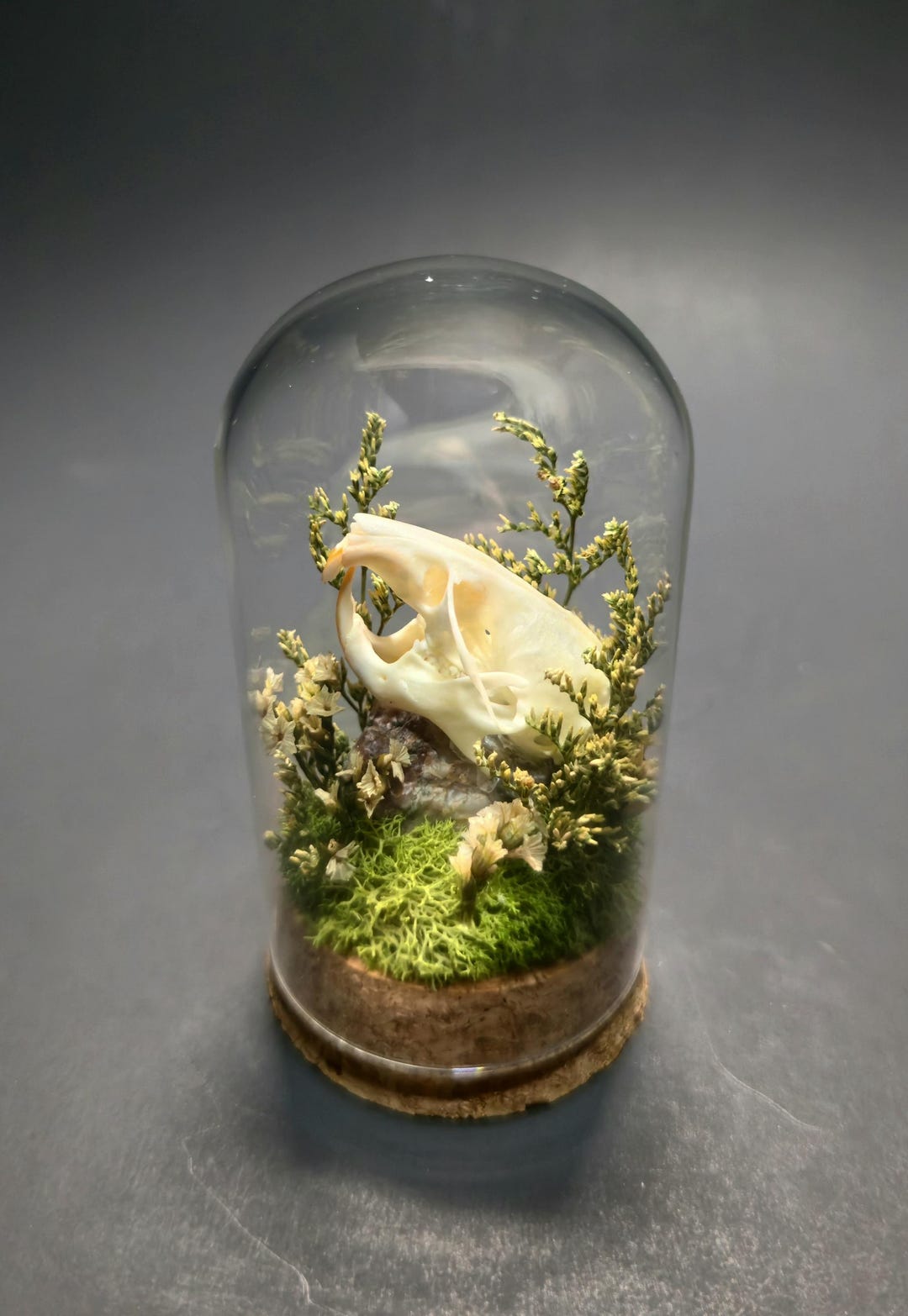 Hamster Skull Terrarium Glass Dome Cloche Display - Etsy