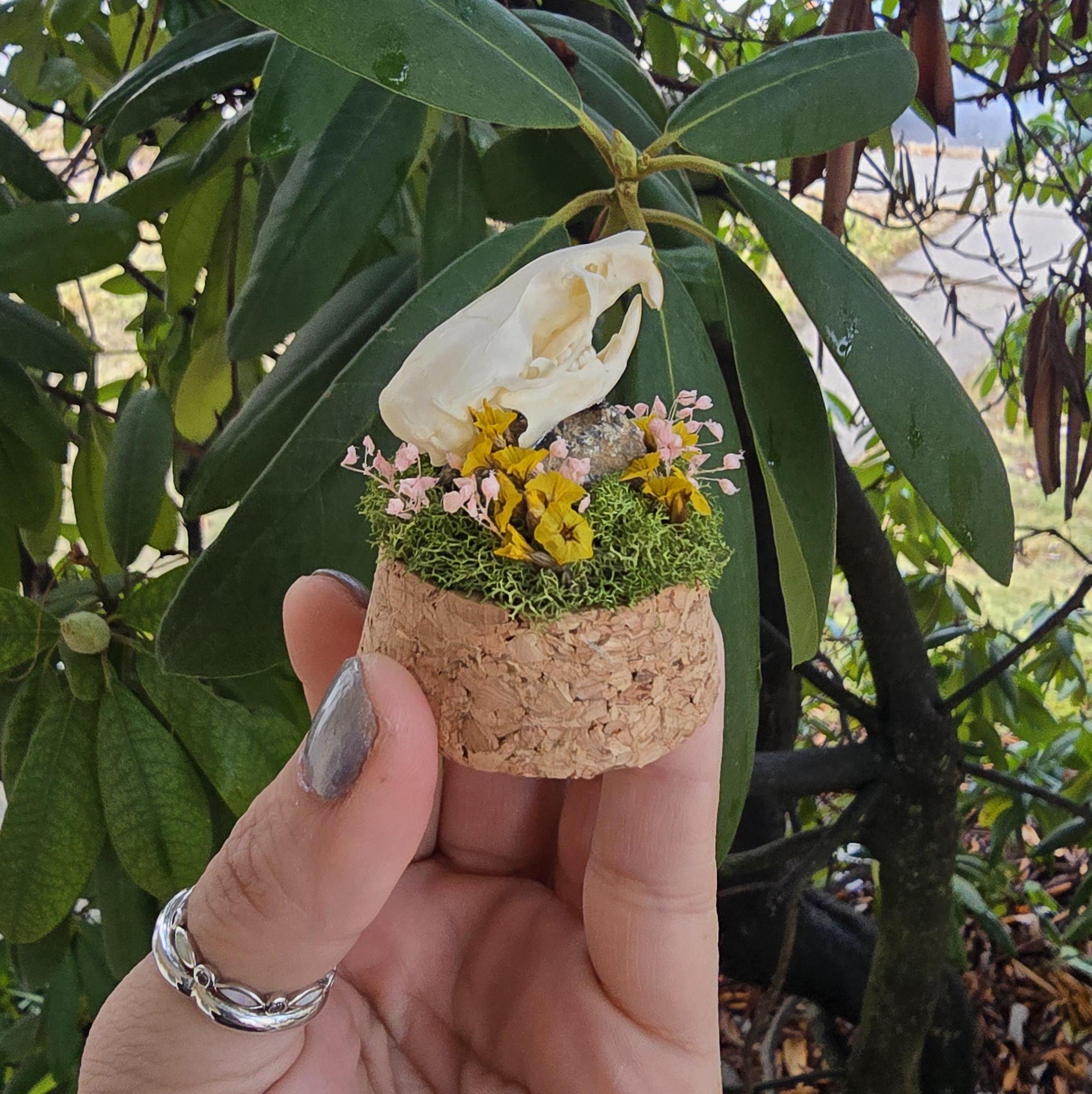 Rat Skull Glass Dome Terrarium Display - Etsy