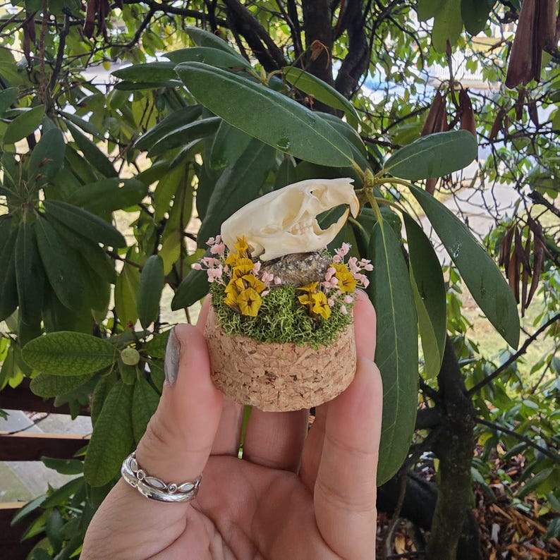 Rat Skull Glass Dome Terrarium Display - Etsy