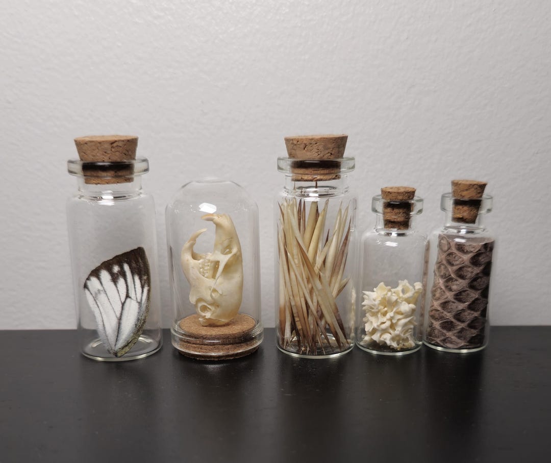 Mini Oddities and Curiosities Display Set. Curio Jars. Oddities Set ...