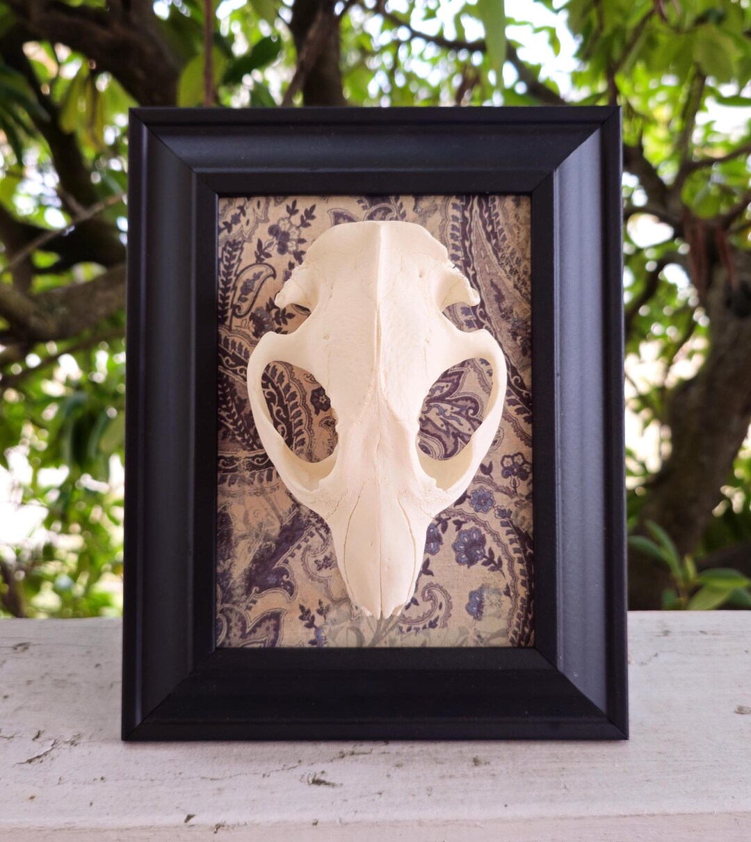 Beaver Skull Frame, Animal Skull Frame, Oddities Frame, Skull Art - Etsy