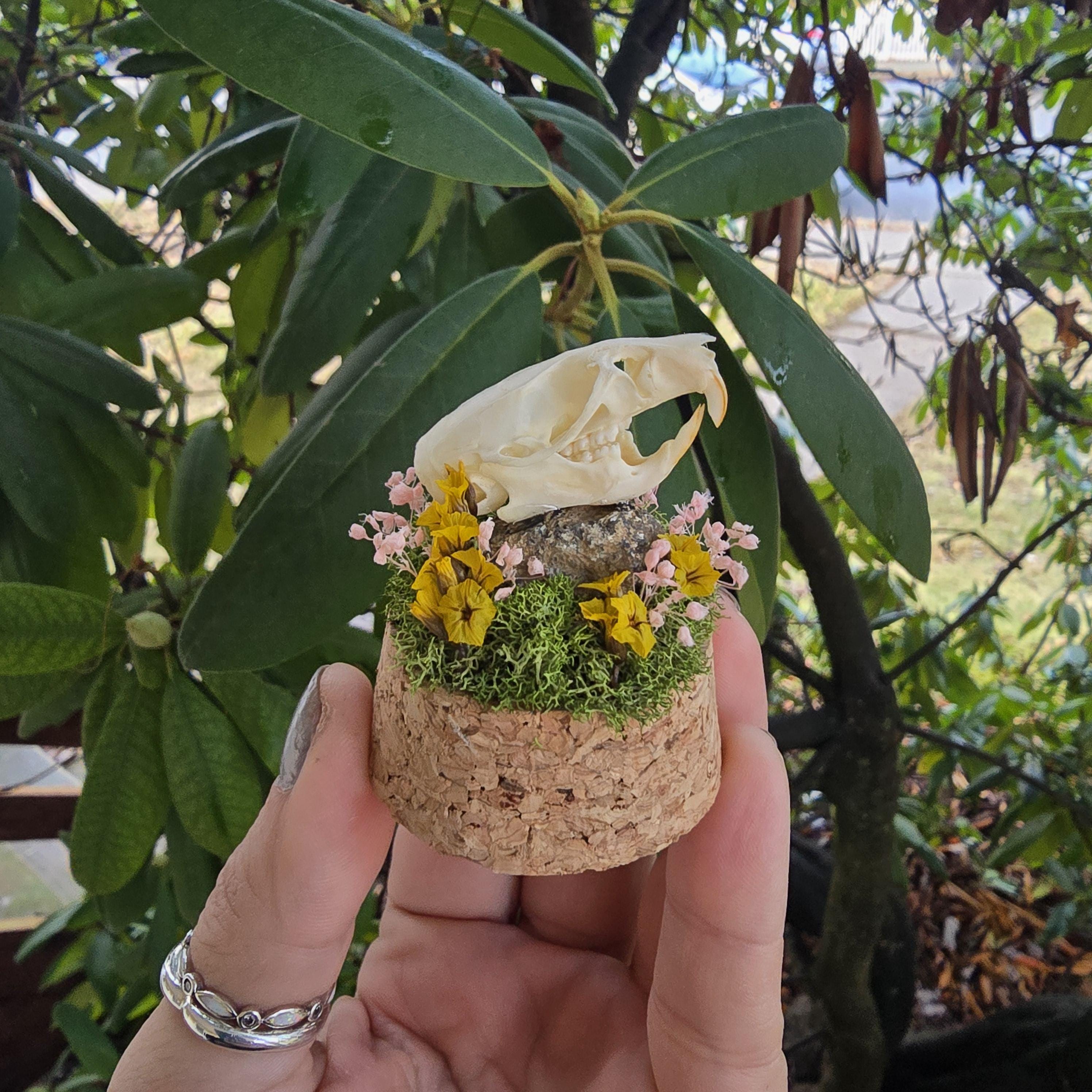 Rat Skull Glass Dome Terrarium Display - Etsy