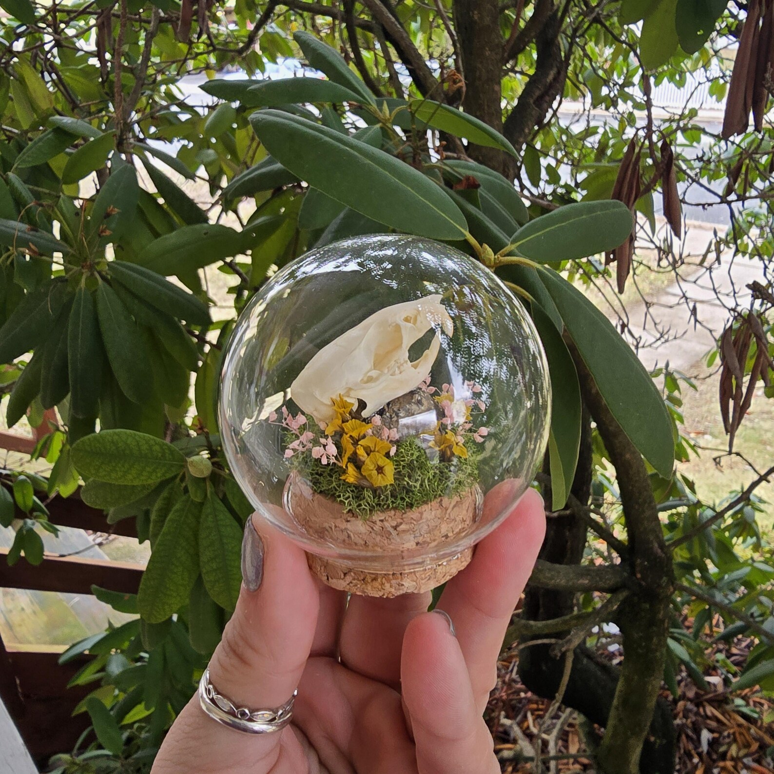 Rat Skull Glass Dome Terrarium Display - Etsy
