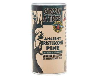 Pine Tree Grow Kit | Etsy