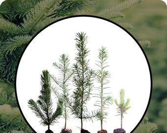 Bonsai Tree Bundle Collection of 5 Tree Seedlings The | Etsy