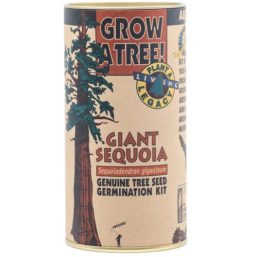 Coast Redwood Tree Seed Grow Kit the Jonsteen Company - Etsy
