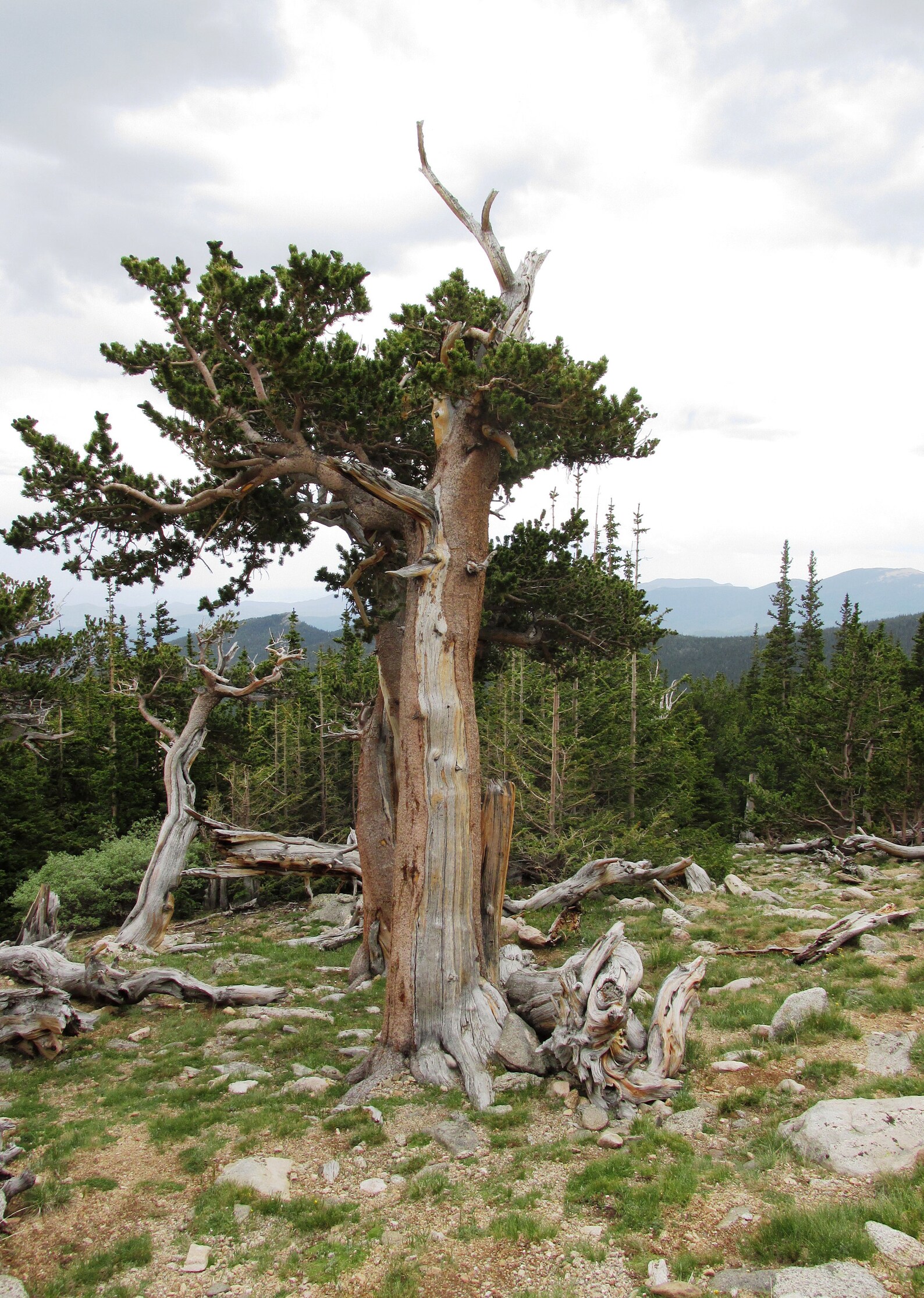 Ancient Bristlecone Pine | Tree Seed Grow Kit | the Jonsteen Company - Etsy