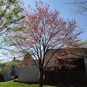 Red Maple | Tree Seed Grow Kit | the Jonsteen Company - Etsy