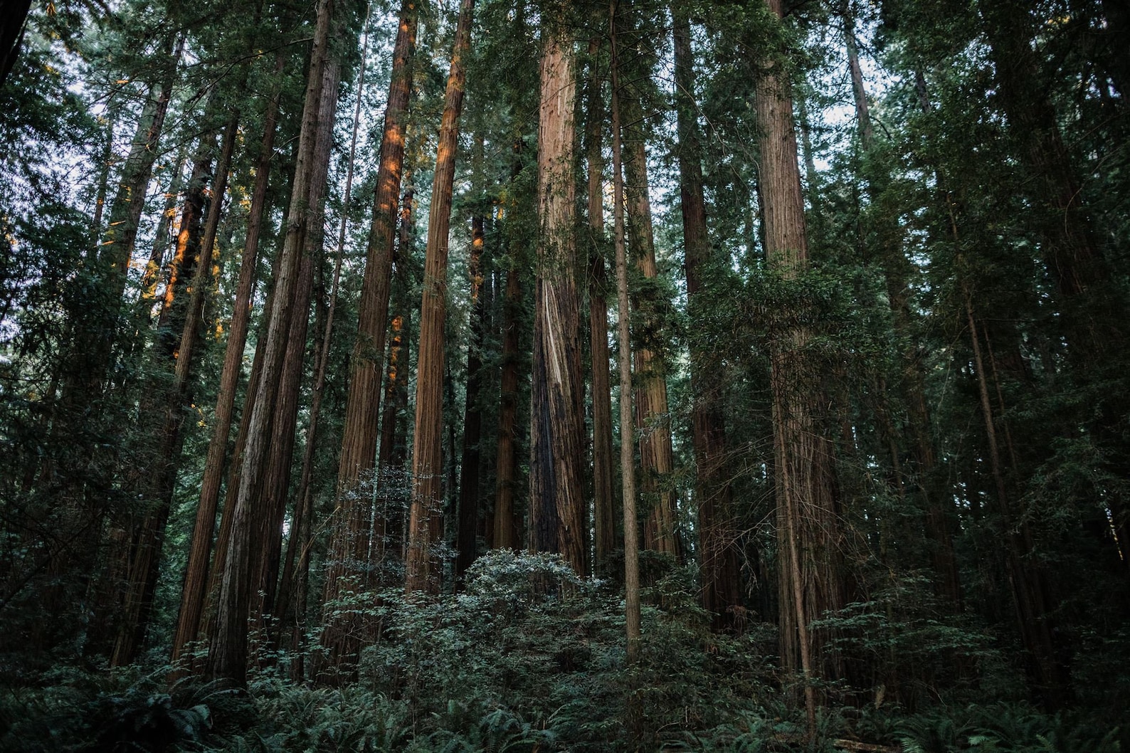 Coast Redwood | Small Tree Seedling | the Jonsteen Company - Etsy