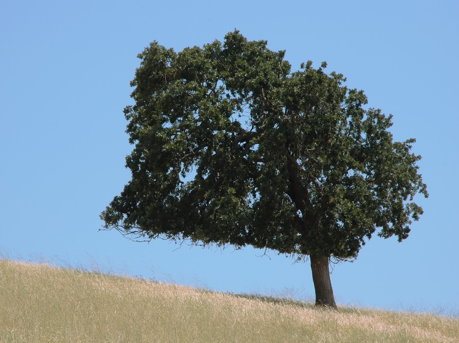 Coast Live Oak | Medium Tree Seedling | the Jonsteen Company - Etsy