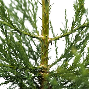 Giant Sequoia XL Tree Seedling the Jonsteen Company - Etsy