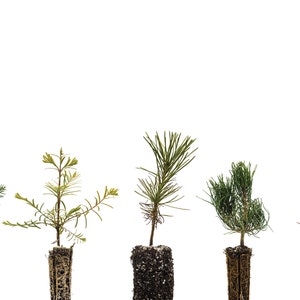 Bonsai Tree Bundle Collection of 5 Tree Seedlings the Jonsteen Company ...