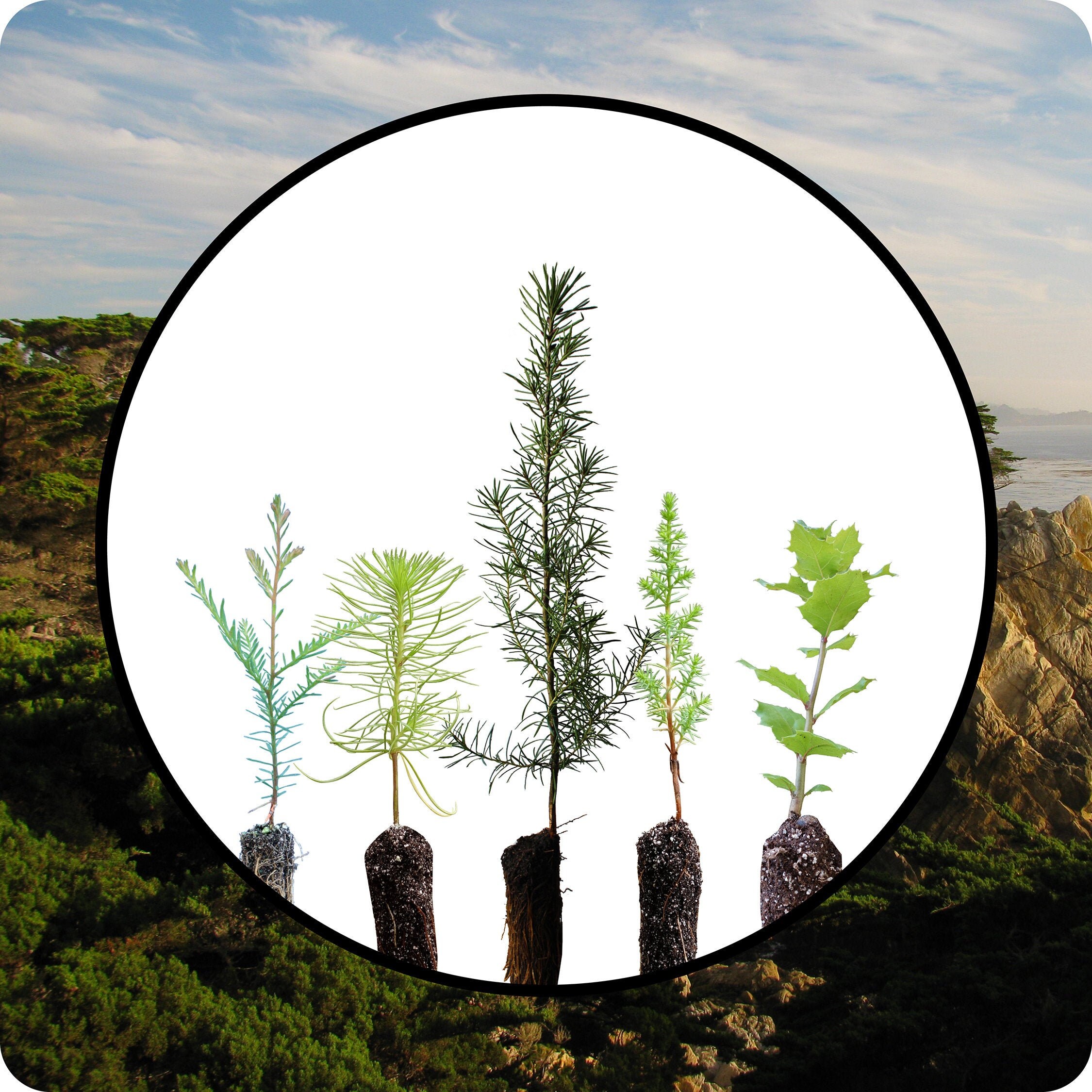 Trees of Monterey Collection of 5 Tree Seedlings The | Etsy