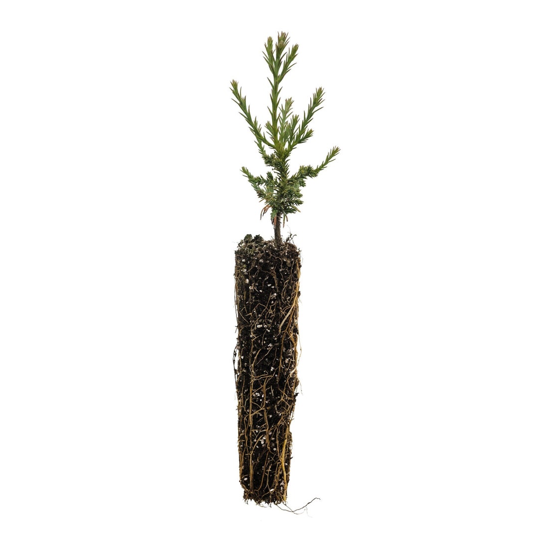 Giant Sequoia | Small Tree Seedling | the Jonsteen Company - Etsy