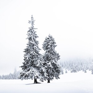Christmas Tree Trio | Collection of 3 Tree Seedlings | the Jonsteen ...