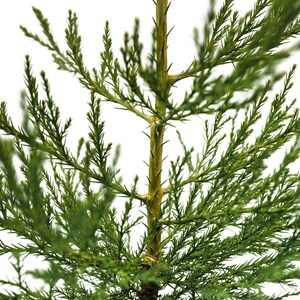 Giant Sequoia XL Tree Seedling the Jonsteen Company - Etsy