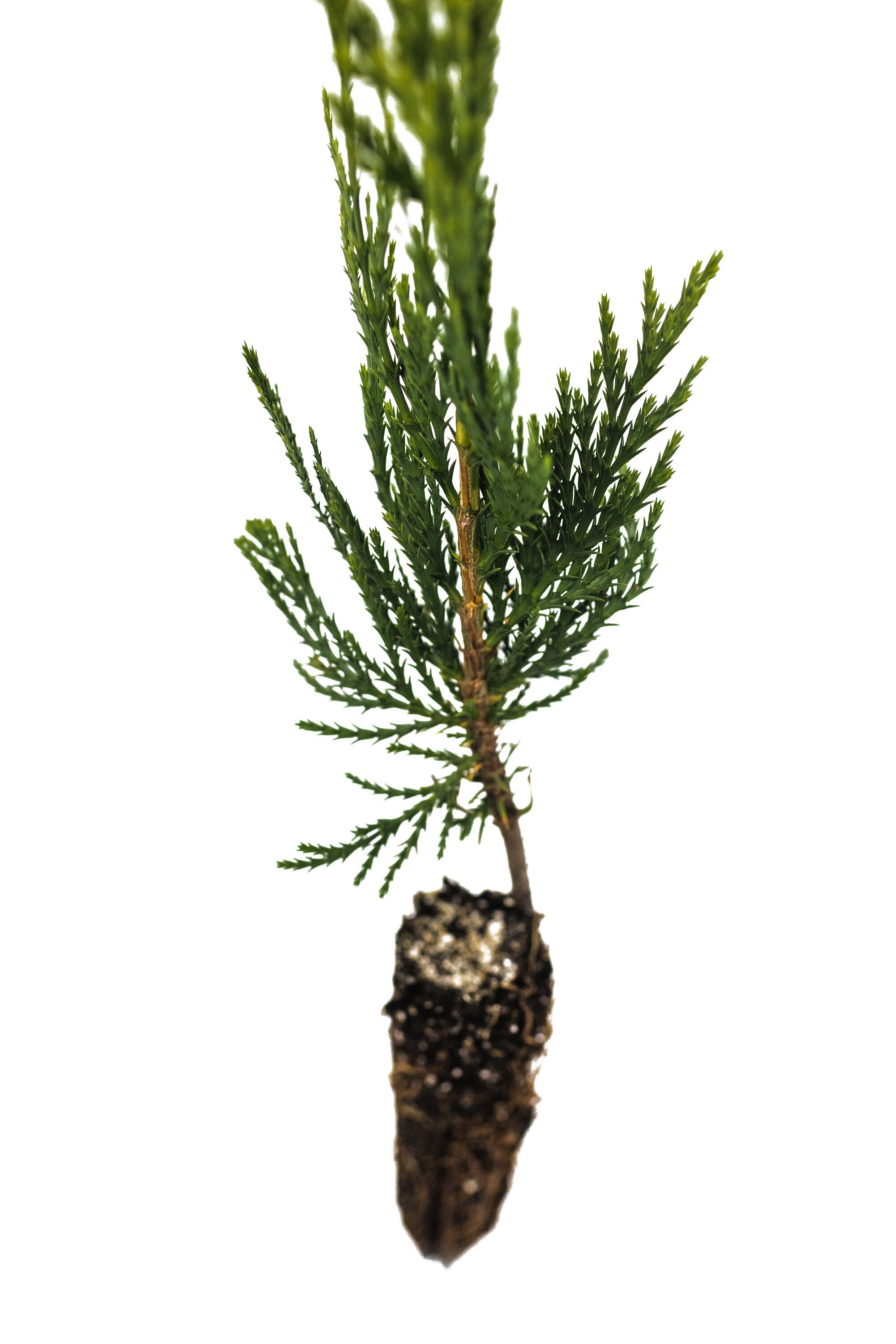 Incense Cedar | Small Tree Seedling | the Jonsteen Company - Etsy