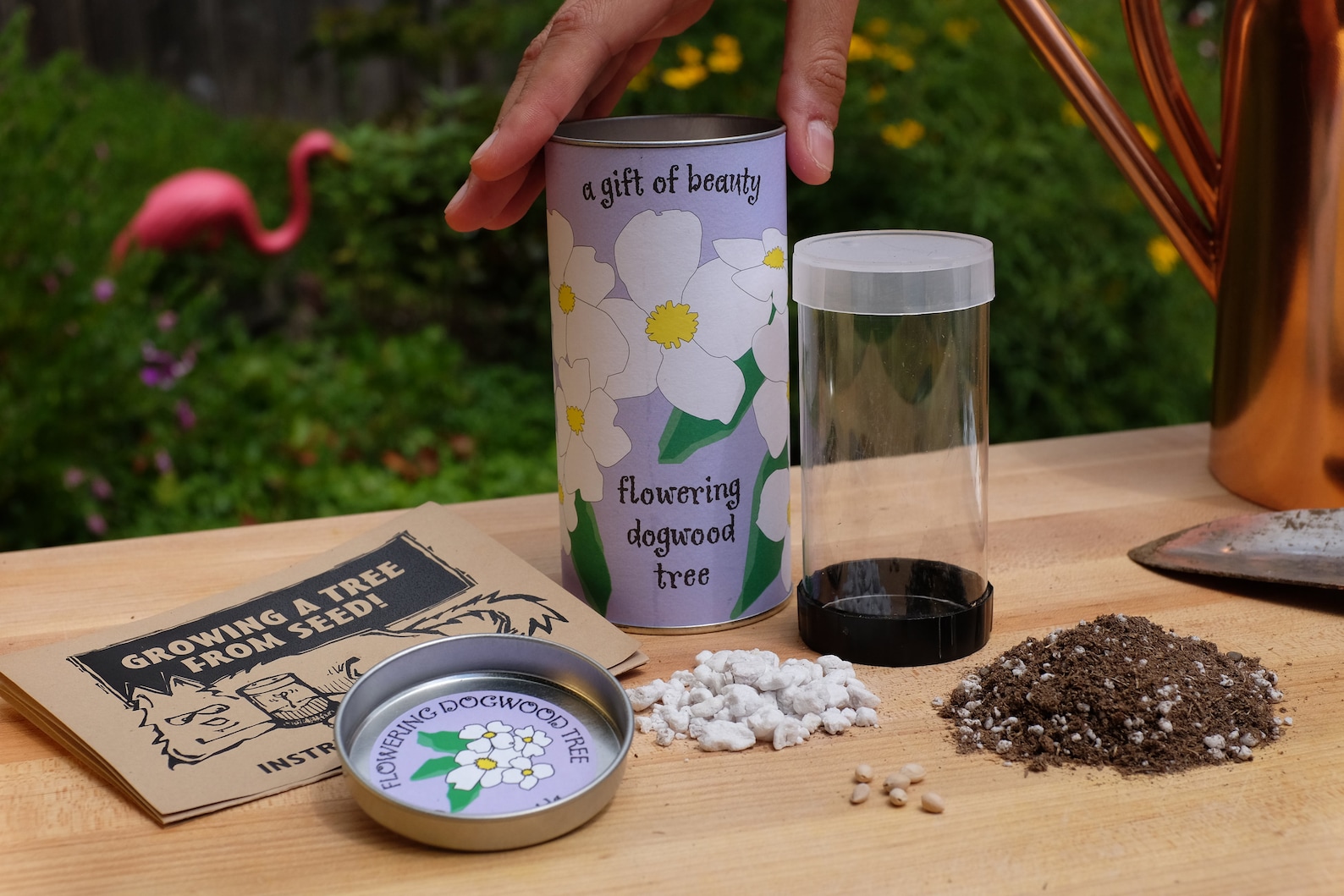 Flowering Dogwood Tree Seed Grow Kit The Jonsteen Company | Etsy