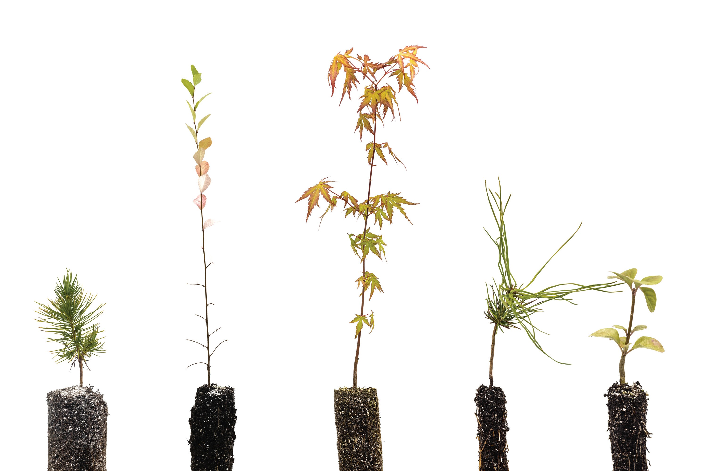 Bonsai Tree Bundle Collection of 5 Tree Seedlings the - Etsy