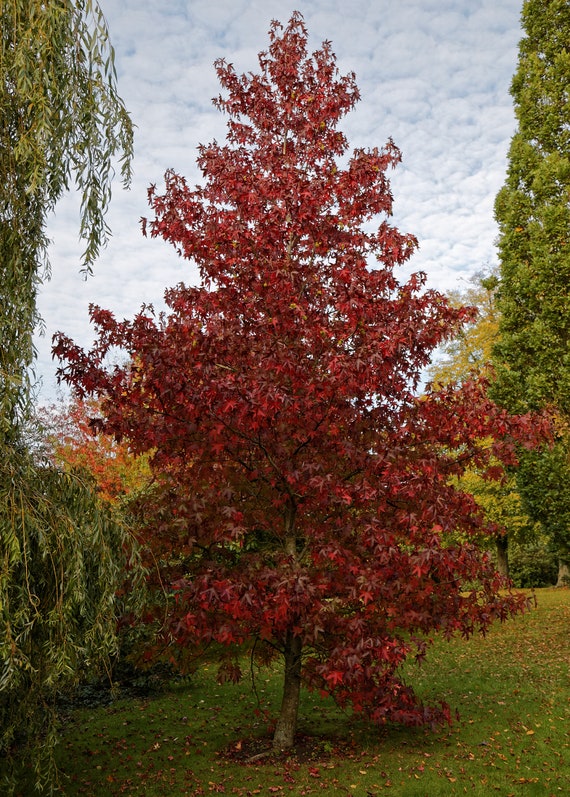 Canadian Maple Tree