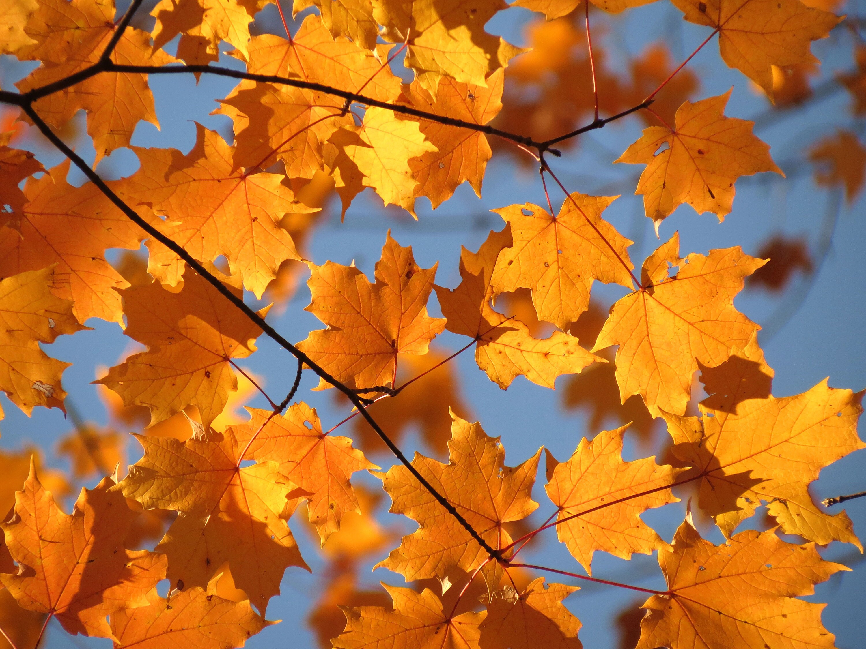 Canada Maple Tree Seed Grow Kit the Jonsteen Company | Etsy