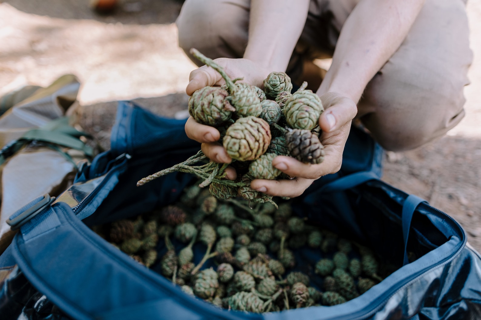 Giant Sequoia | Tree Seed Grow Kit | the Jonsteen Company - Etsy