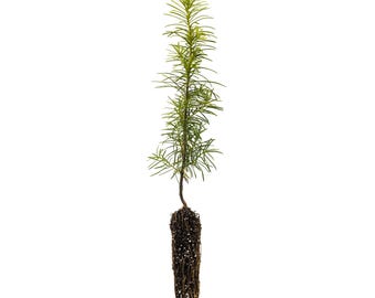 Columnar Japanese Maple Tree - Etsy