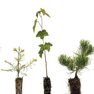 Bonsai Tree Bundle Collection of 5 Tree Seedlings the Jonsteen Company ...