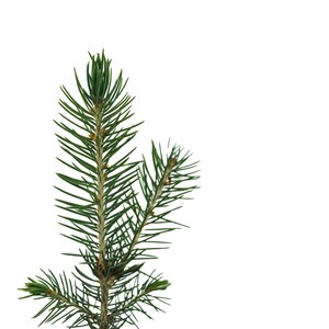 Blue Spruce | Small Tree Seedling | the Jonsteen Company - Etsy