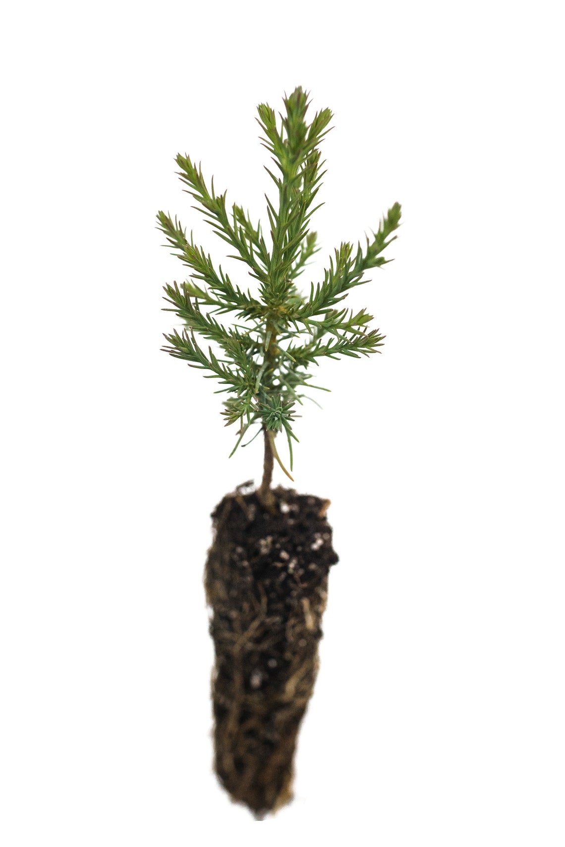 Giant Sequoia Small Tree Seedling the Jonsteen Company - Etsy