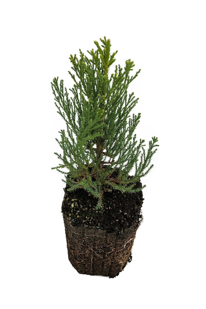 Giant Sequoia | XL Tree Seedling | the Jonsteen Company - Etsy
