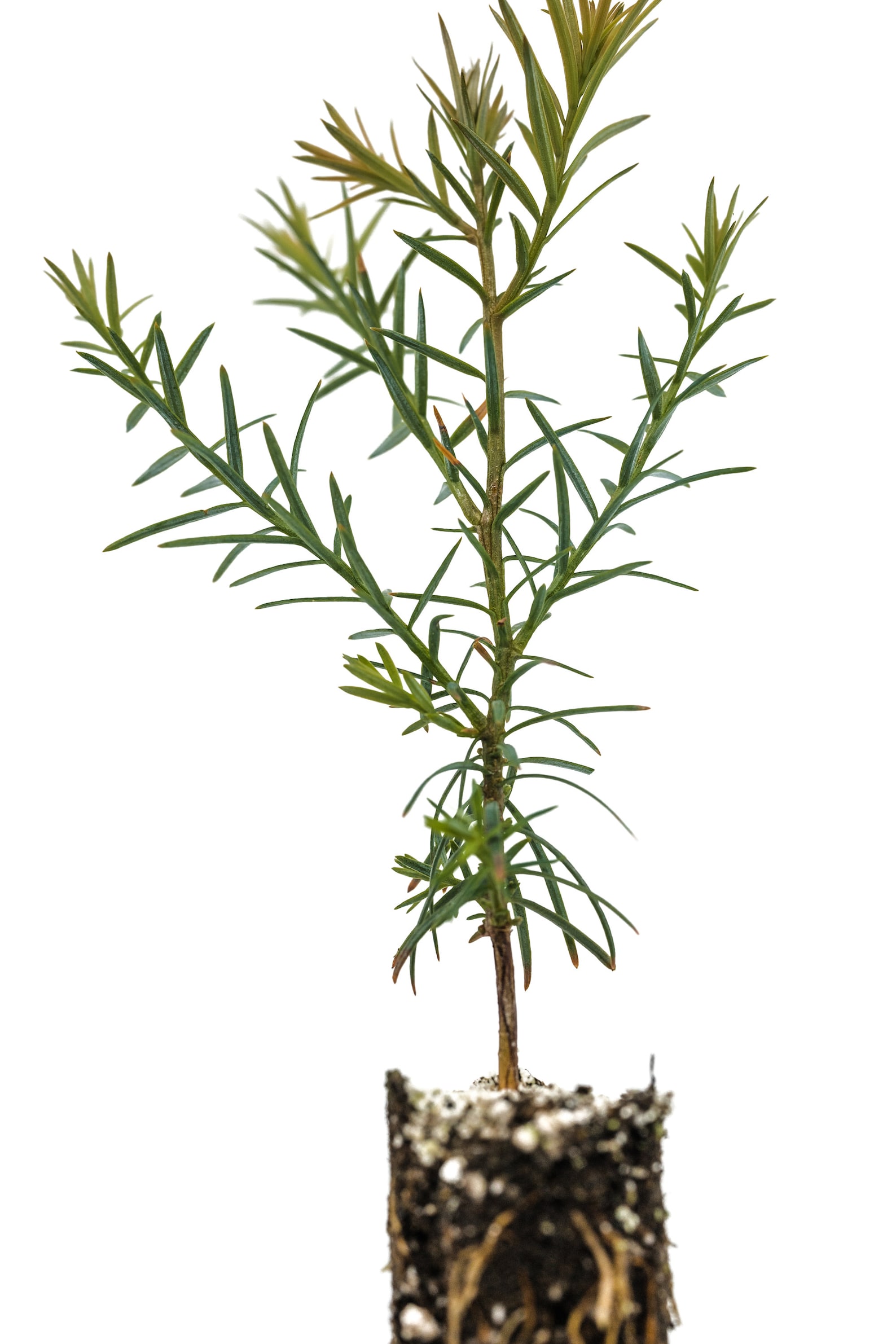 Coast Redwood | Small Tree Seedling | the Jonsteen Company - Etsy