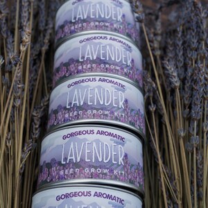 Lavender | Flower Seed Grow Kit | the Jonsteen Company - Etsy