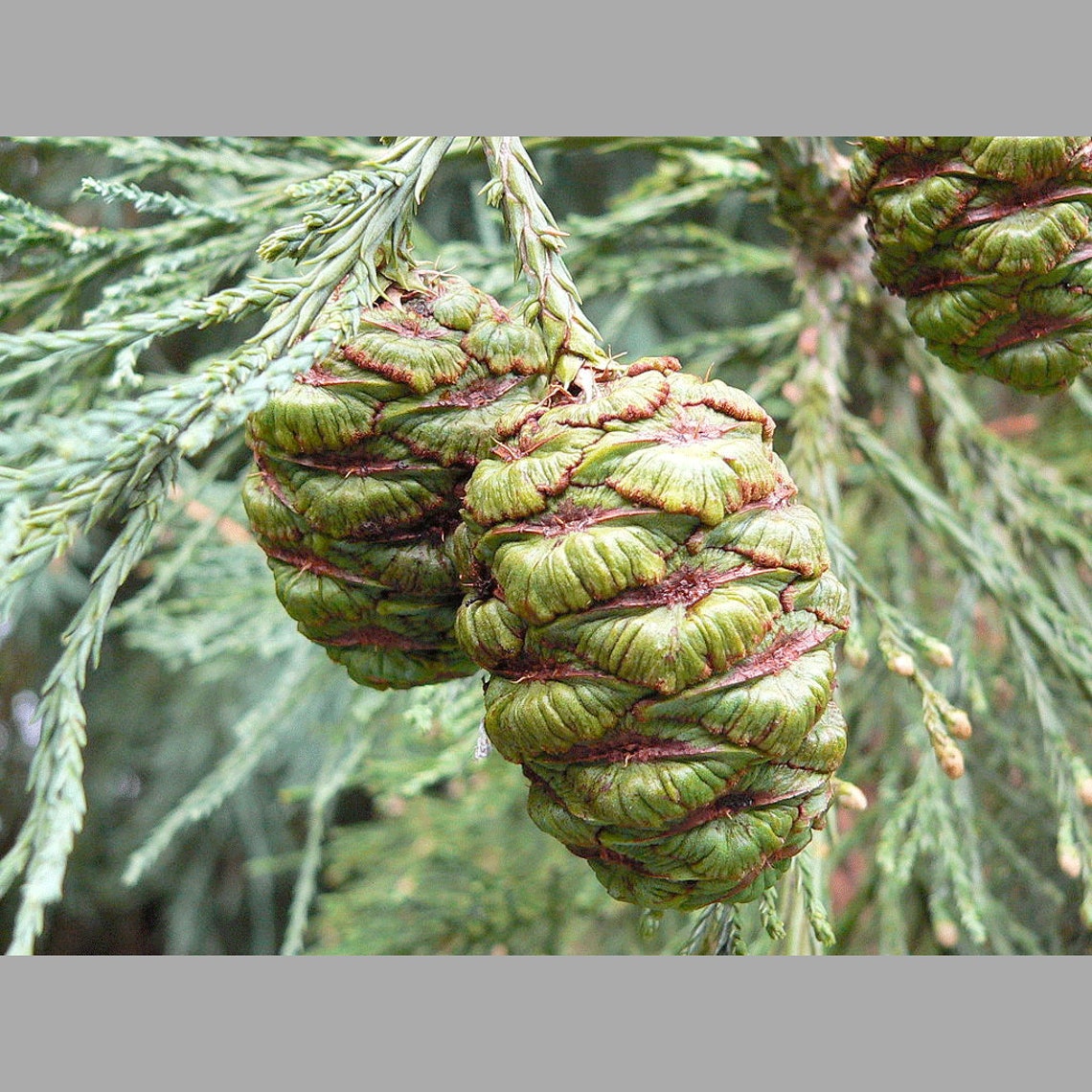 Giant Sequoia Tree Seed Grow Kit The Jonsteen Company | Etsy