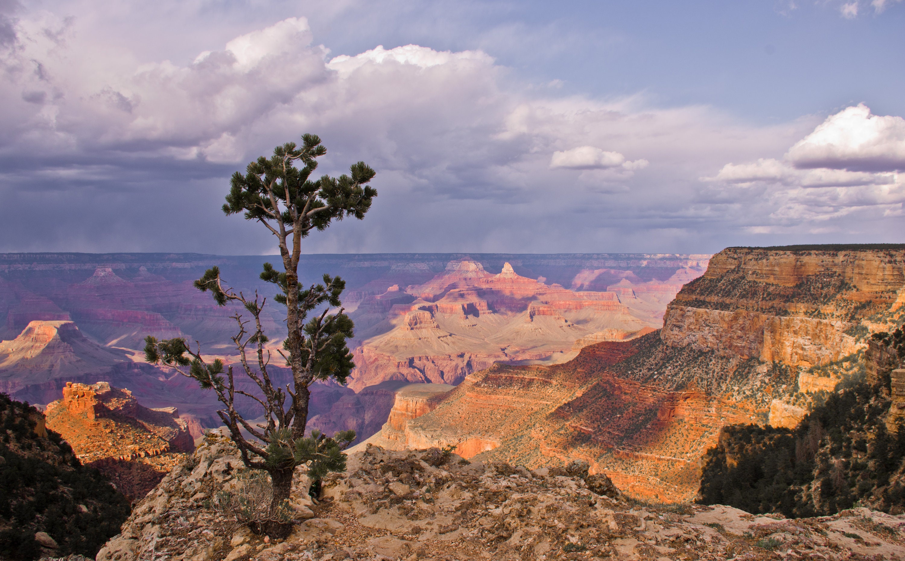 Piñon Pine | Tree Seed Grow Kit | the Jonsteen Company - Etsy