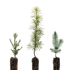 Christmas Tree Trio | Collection of 3 Tree Seedlings | the Jonsteen ...