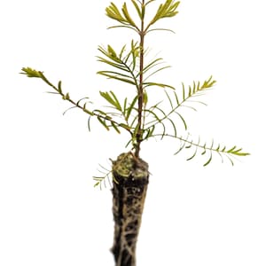 Dawn Redwood | Small Tree Seedling | the Jonsteen Company - Etsy