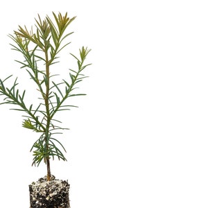 Coast Redwood | Small Tree Seedling | the Jonsteen Company - Etsy