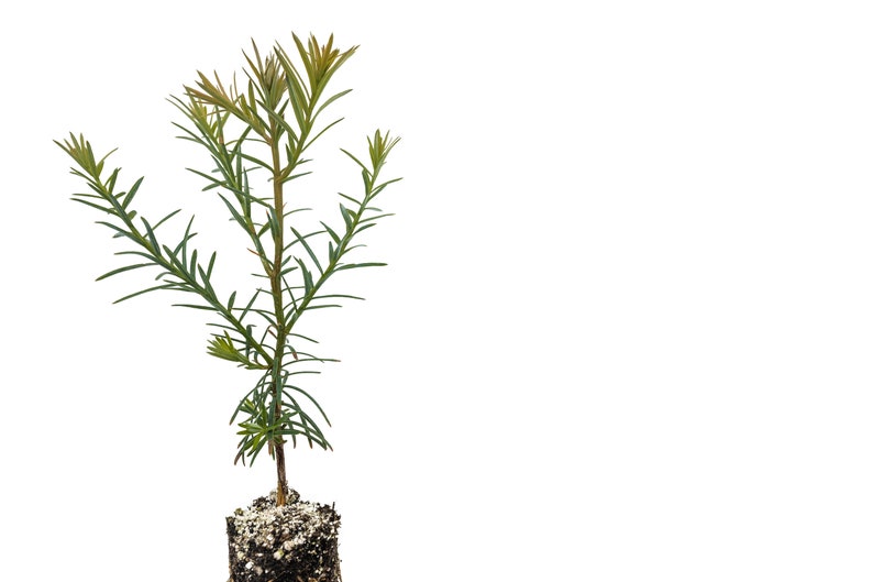 Coast Redwood | Small Tree Seedling | the Jonsteen Company - Etsy