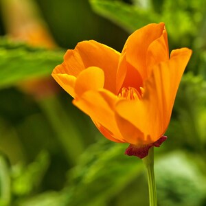 California Poppy | Flower Seed Grow Kit | the Jonsteen Company - Etsy