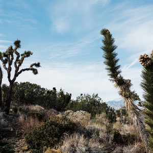 Joshua Tree | Seed Grow Kit | the Jonsteen Company - Etsy
