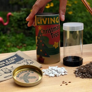 Christmas Tree | Seed Grow Kit | the Jonsteen Company - Etsy