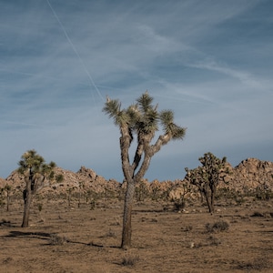 Joshua Tree | Seed Grow Kit | the Jonsteen Company - Etsy