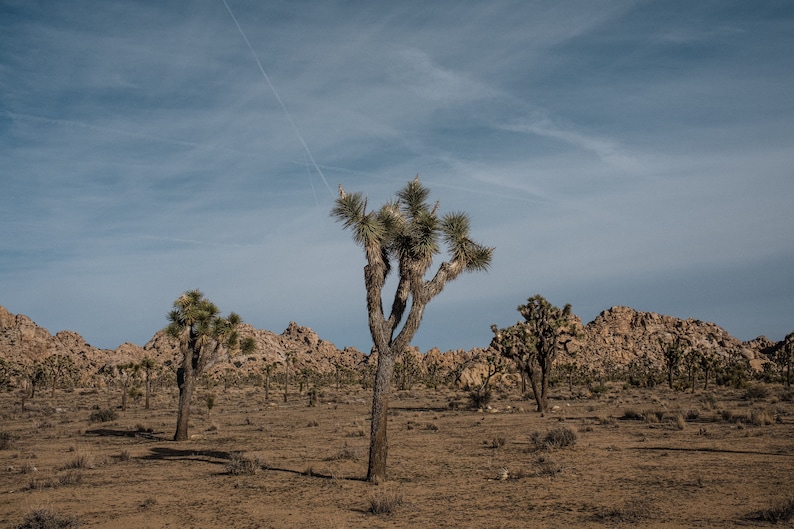 Joshua Tree | Seed Grow Kit | the Jonsteen Company - Etsy