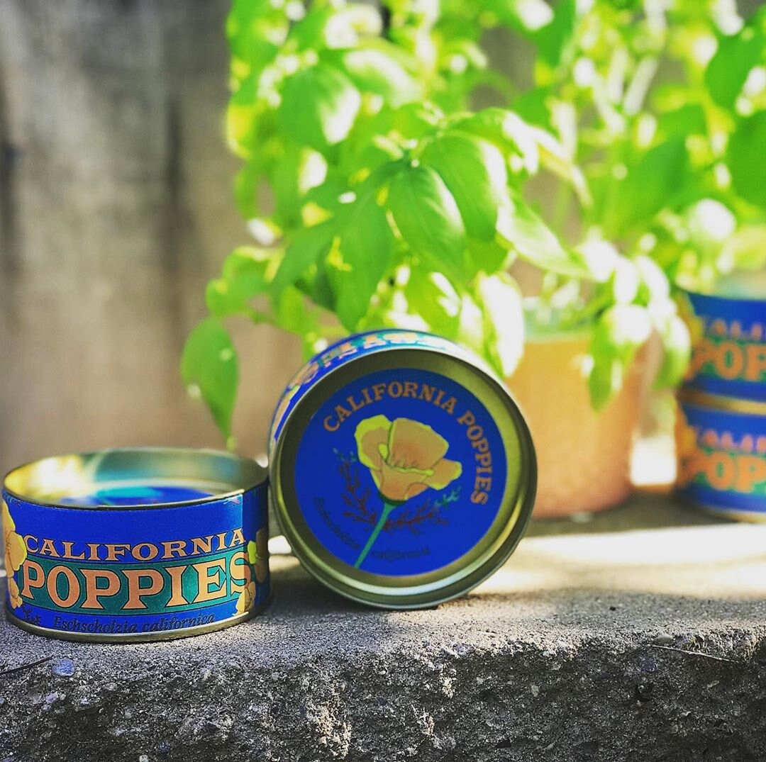 California Poppy Flower Seed Grow Kit the Jonsteen Company - Etsy