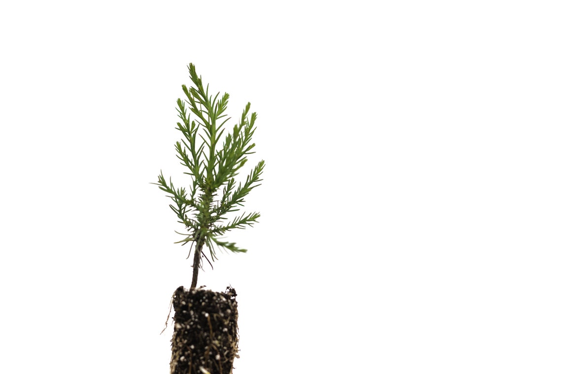 Giant Sequoia Small Tree Seedling the Jonsteen Company - Etsy