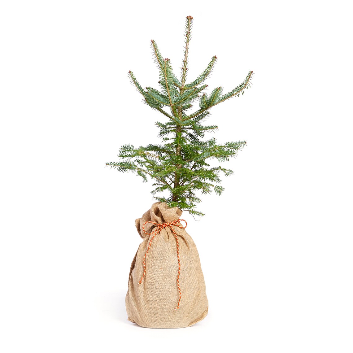 Christmas Tree Seed Grow Kit the Jonsteen Company - Etsy