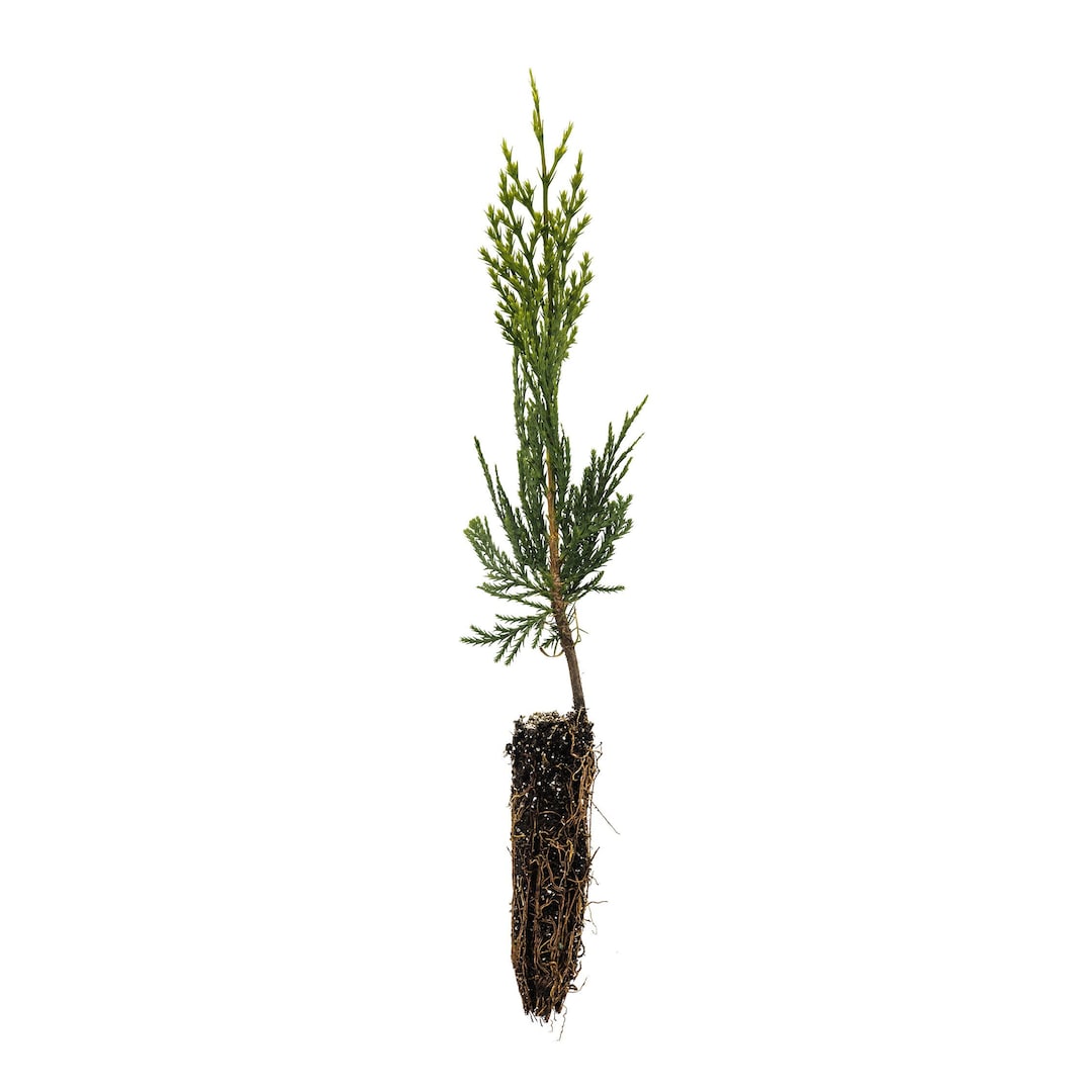 Incense Cedar | Small Tree Seedling | the Jonsteen Company - Etsy